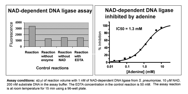 DNA ligase assay kits